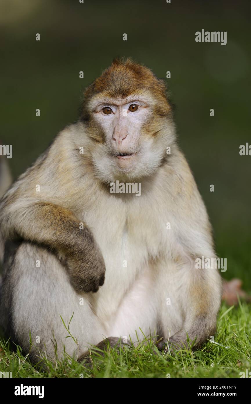 Barbary macaque (Macaca sylvanus), captive, occurring in Morocco ...