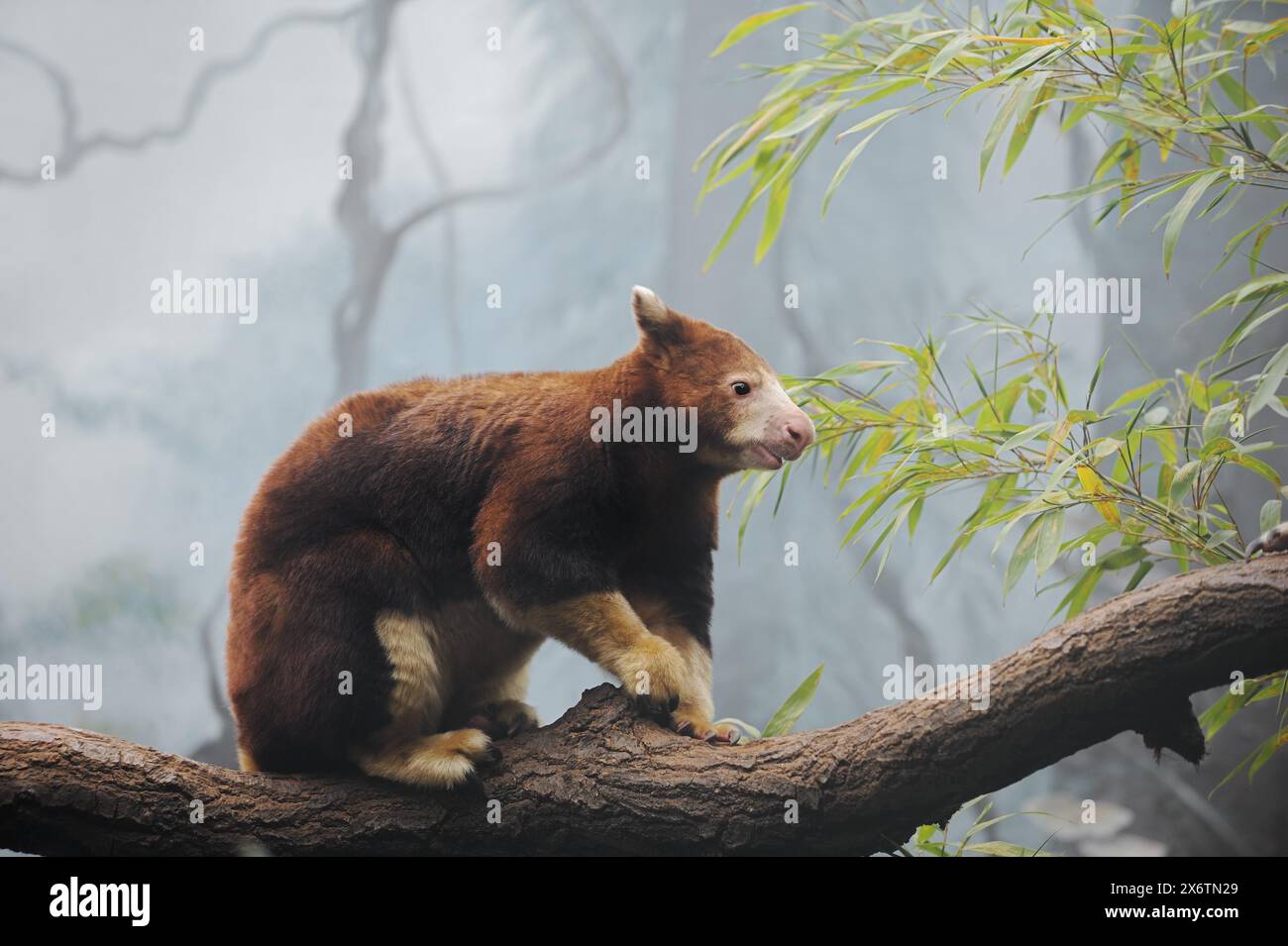 Matschie's tree-kangaroo (Dendrolagus matschiei), captive, occurring in ...