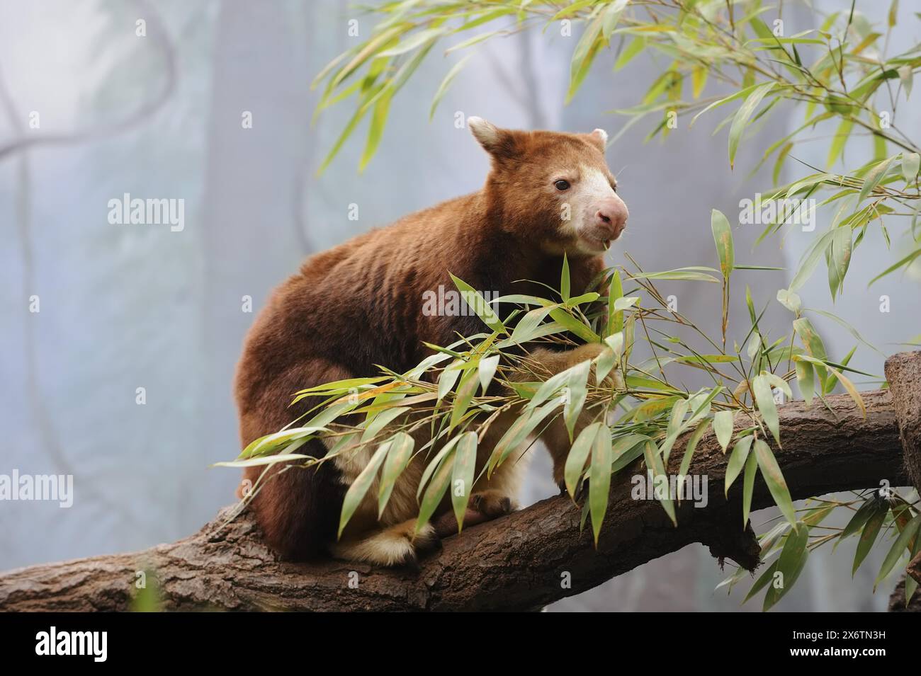 Matschie's tree-kangaroo (Dendrolagus matschiei), captive, occurring in ...