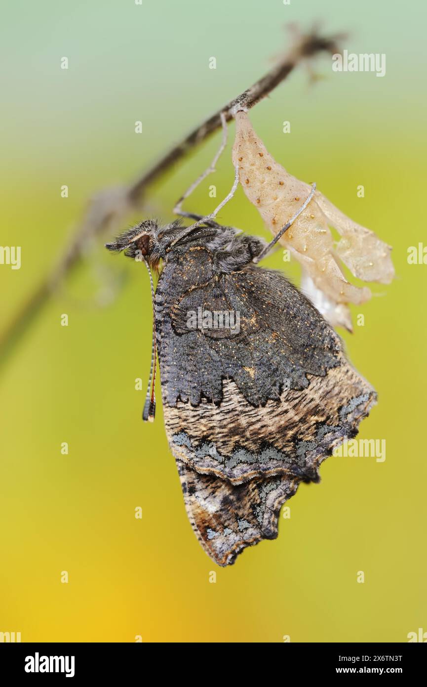 Small tortoiseshell (Nymphalis urticae, Aglais urticae) freshly hatched ...