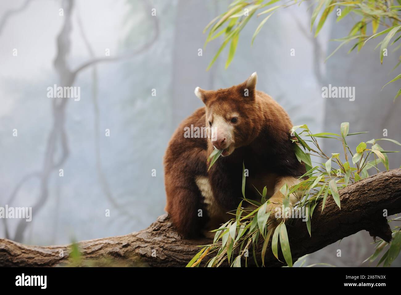Matschie's tree-kangaroo (Dendrolagus matschiei), captive, occurring in ...