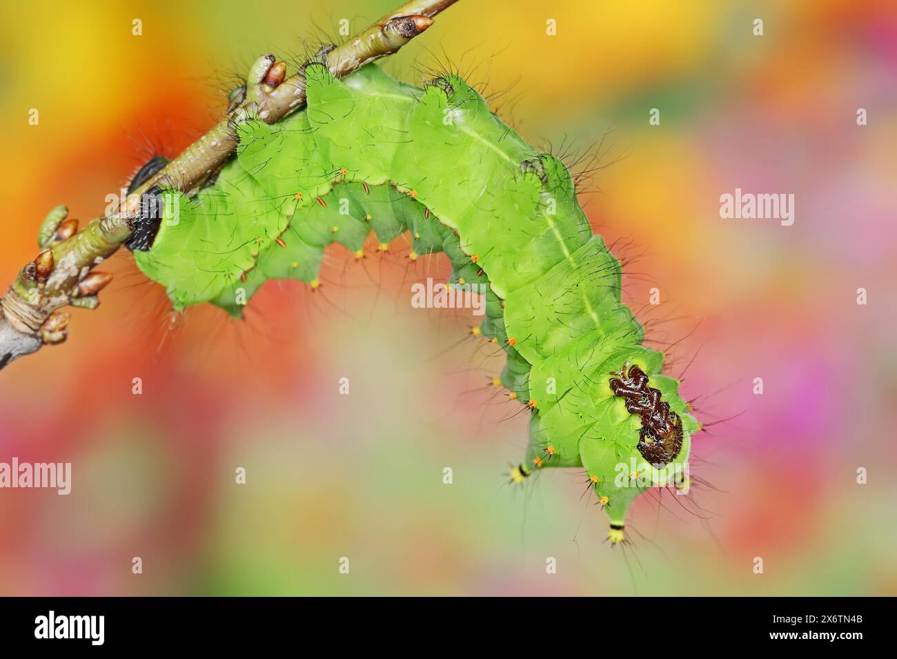 Indian luna moth (Actias selene), caterpillar, captive, occurrence in ...