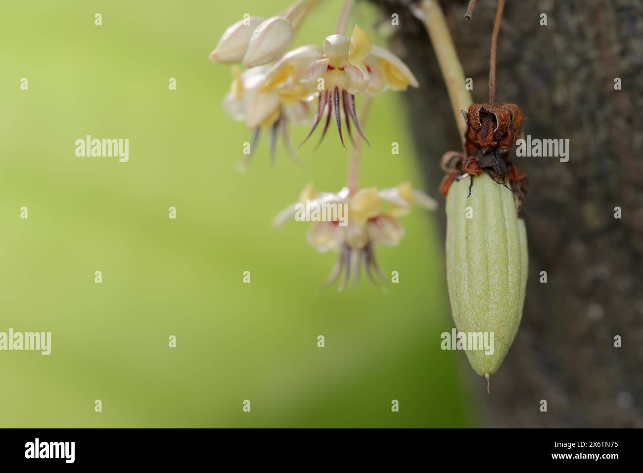 Cocoa tree (Theobroma cacao), flowers and fruit on the tree Stock Photo ...