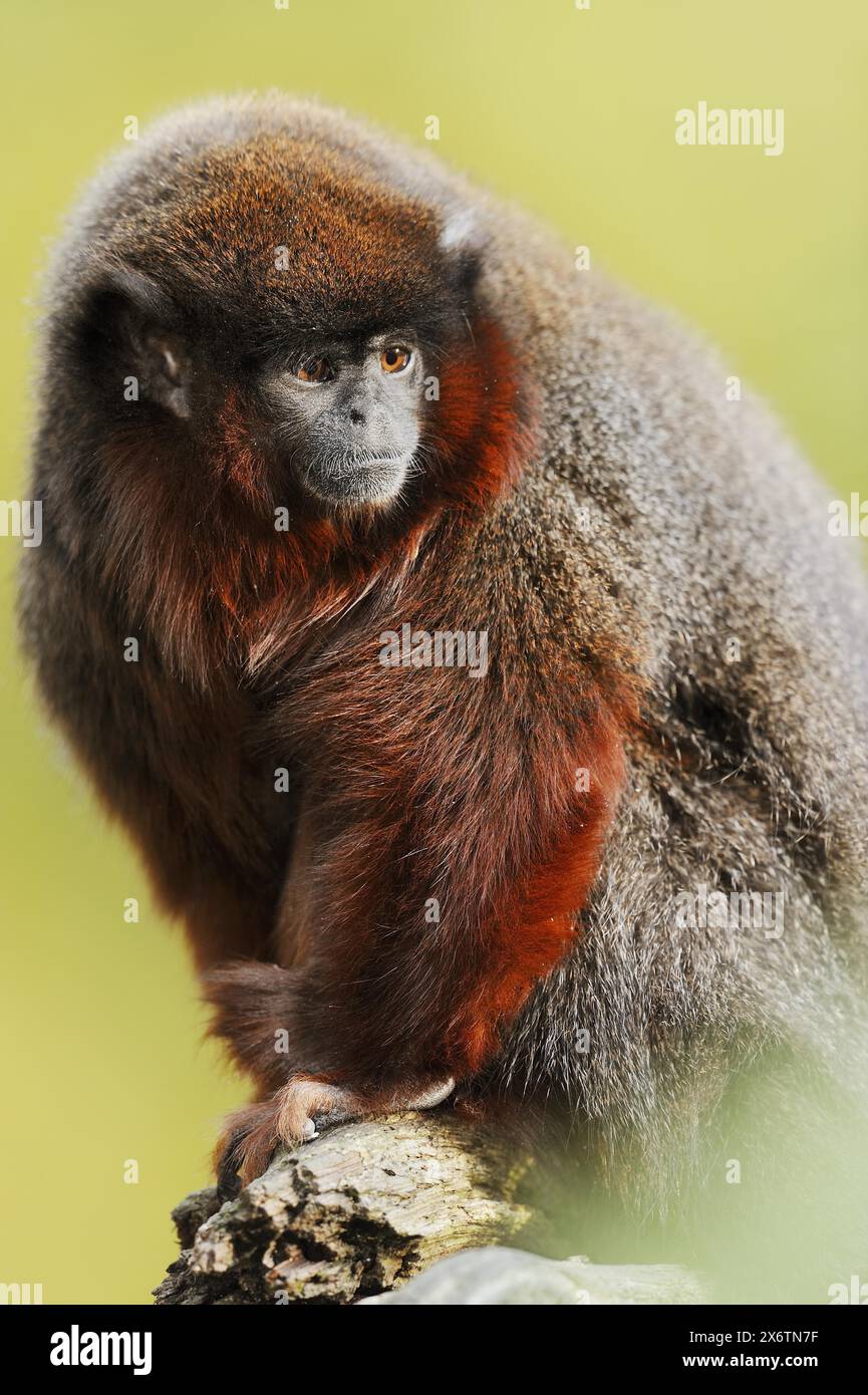 Coppery titi or red titi (Plecturocebus cupreus, Callicebus cupreus ...