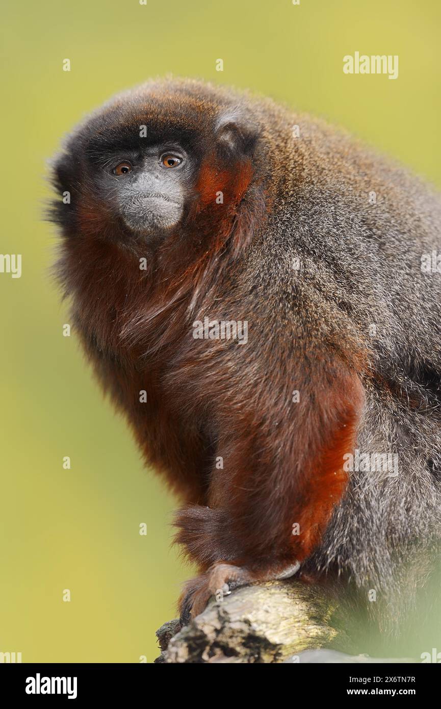 Coppery titi or red titi (Plecturocebus cupreus, Callicebus cupreus ...