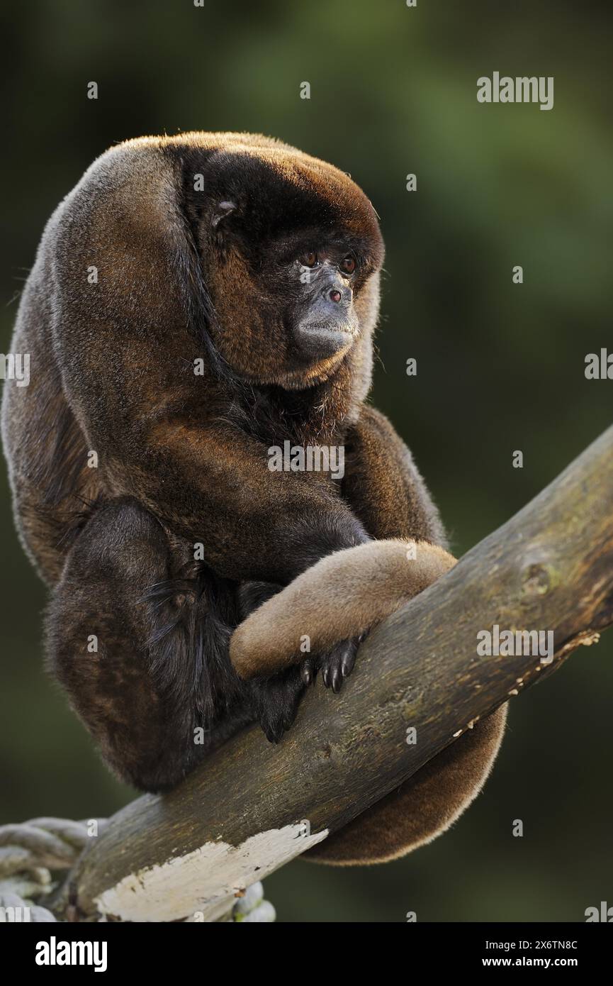 Brown woolly monkey (Lagothrix lagotricha), captive, occurring in South ...