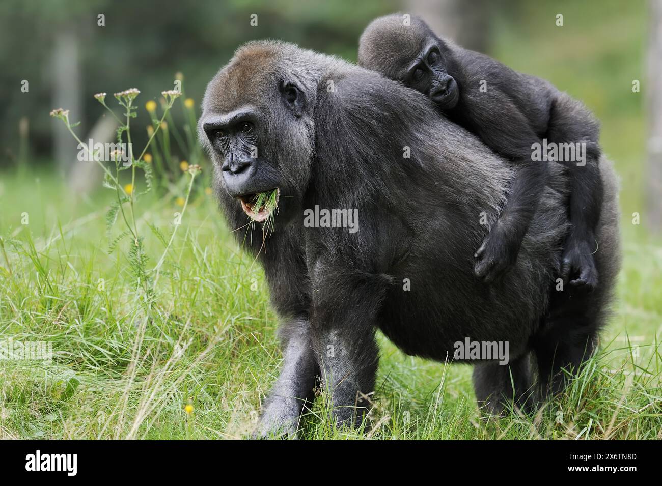 Western lowland gorilla (Gorilla gorilla gorilla), female with young on ...
