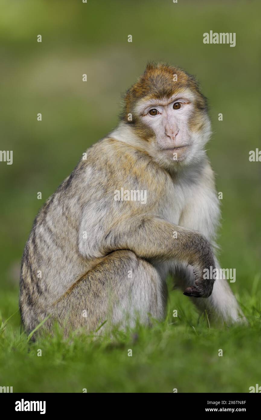 Barbary macaque (Macaca sylvanus), captive, occurring in Morocco ...