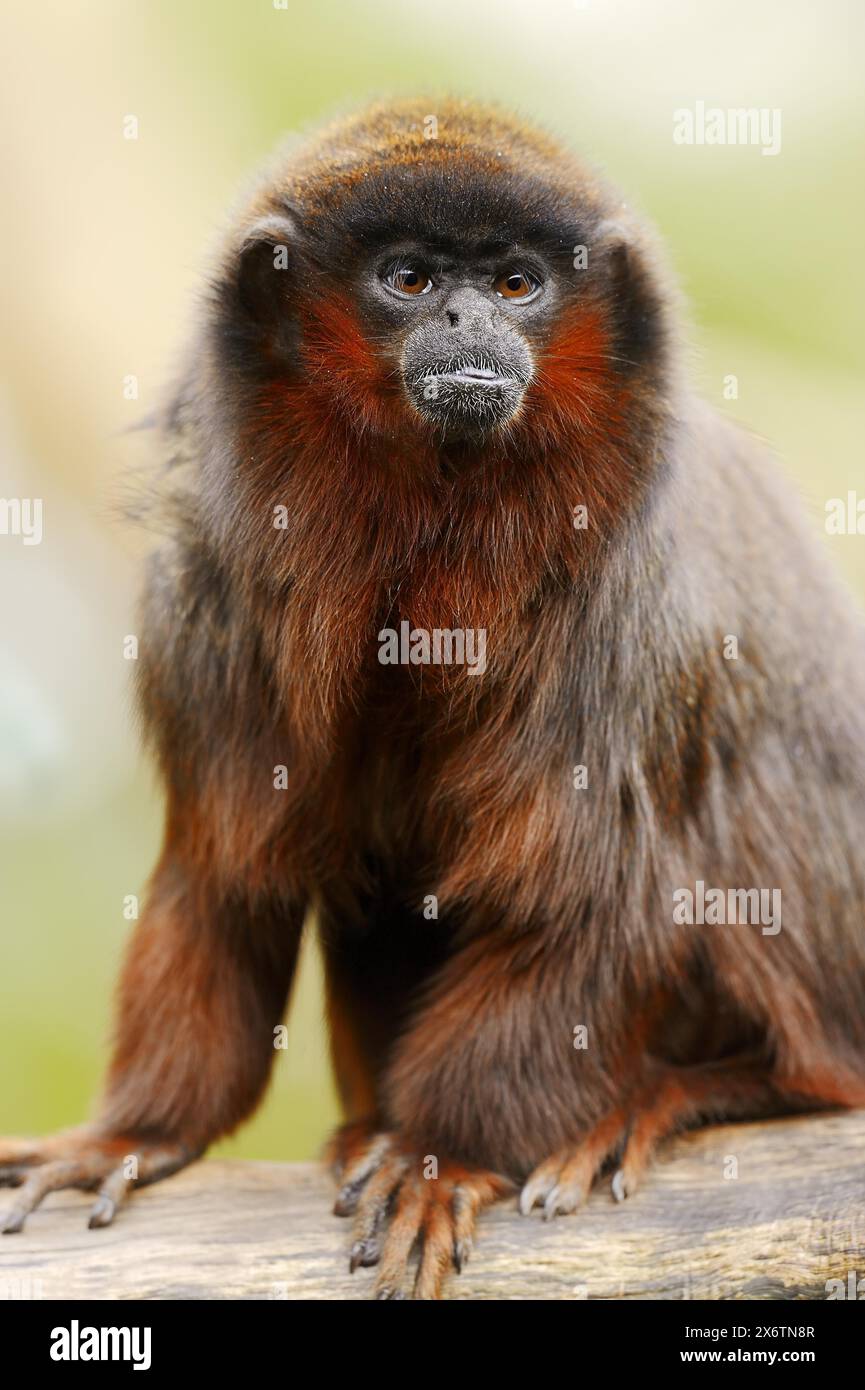 Coppery titi or red titi (Plecturocebus cupreus, Callicebus cupreus ...