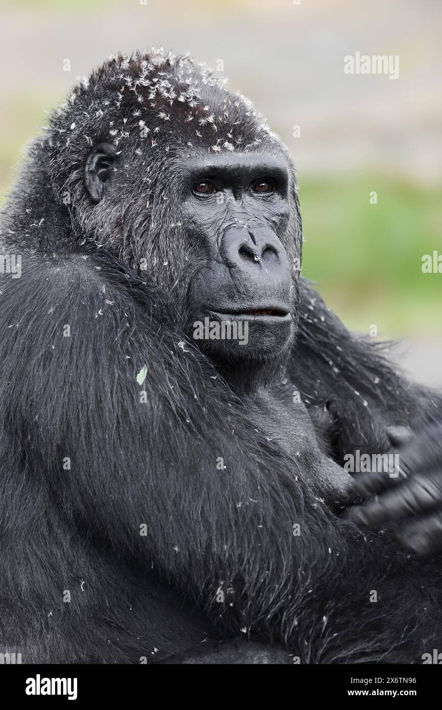 Western lowland gorilla (Gorilla gorilla gorilla), female, captive ...