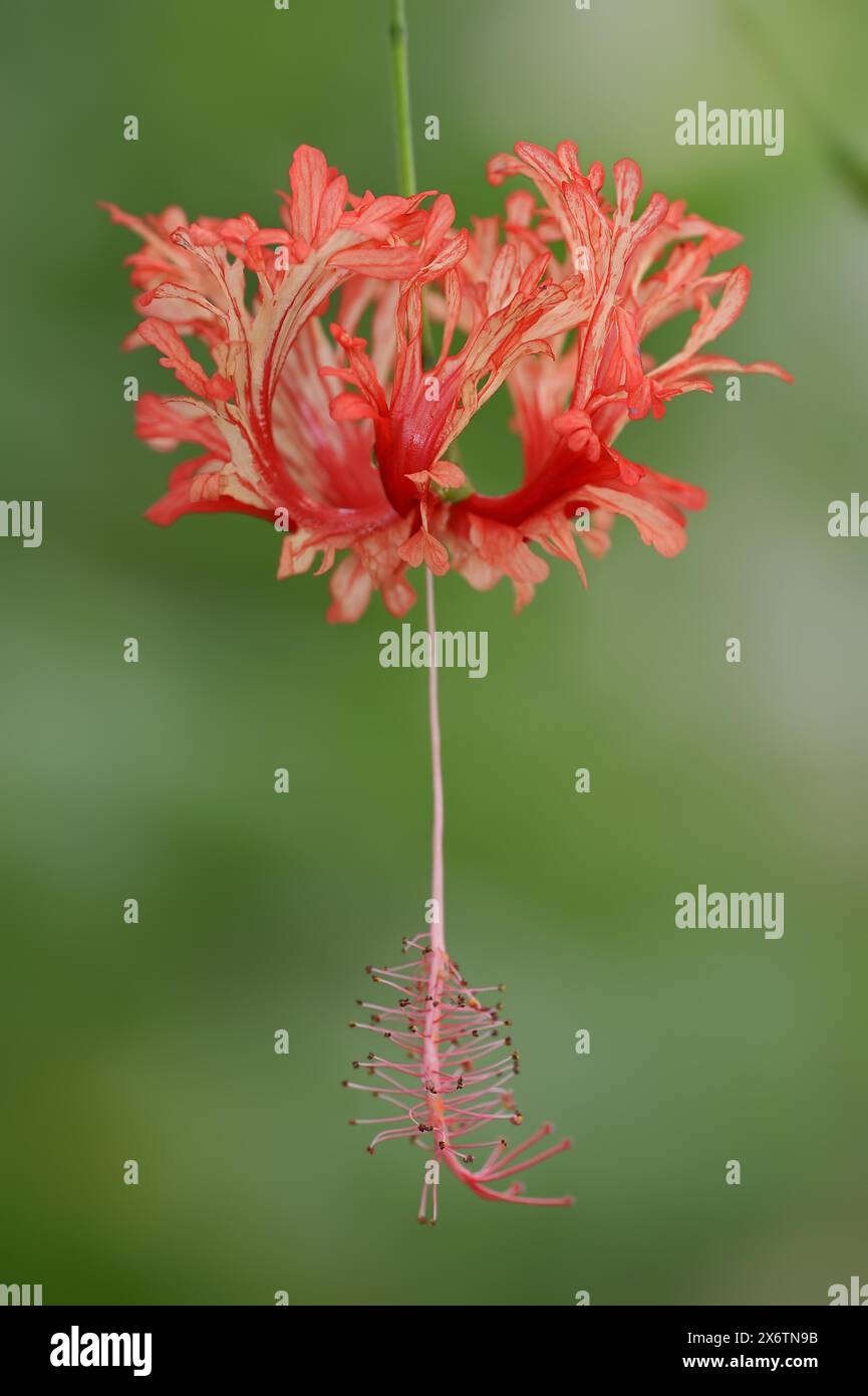 Coral mallow or coral hibiscus (Hibiscus schizopetalus), flower, native ...