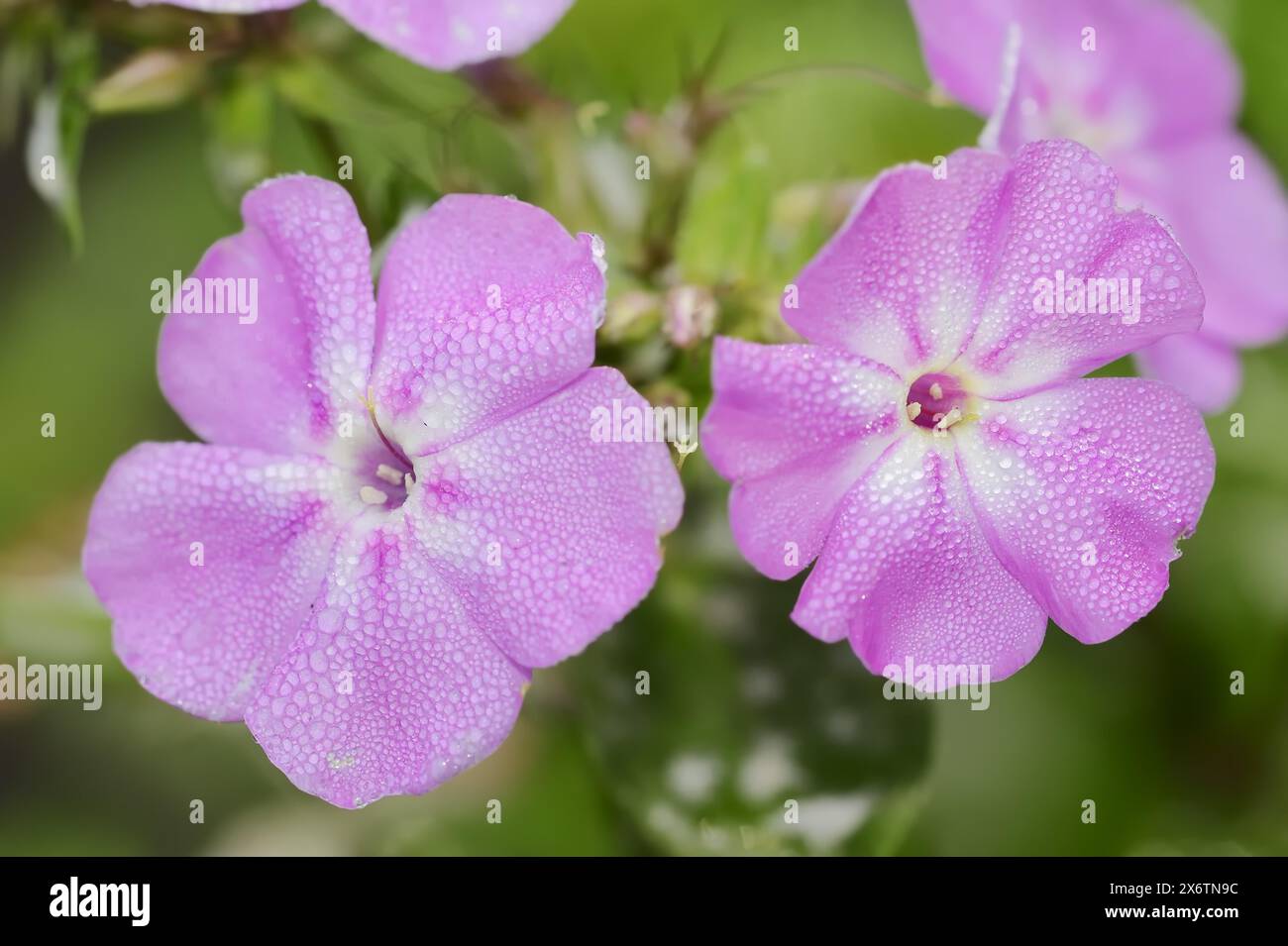 Tall flame flower or tall perennial phlox (Phlox paniculata), flowers ...