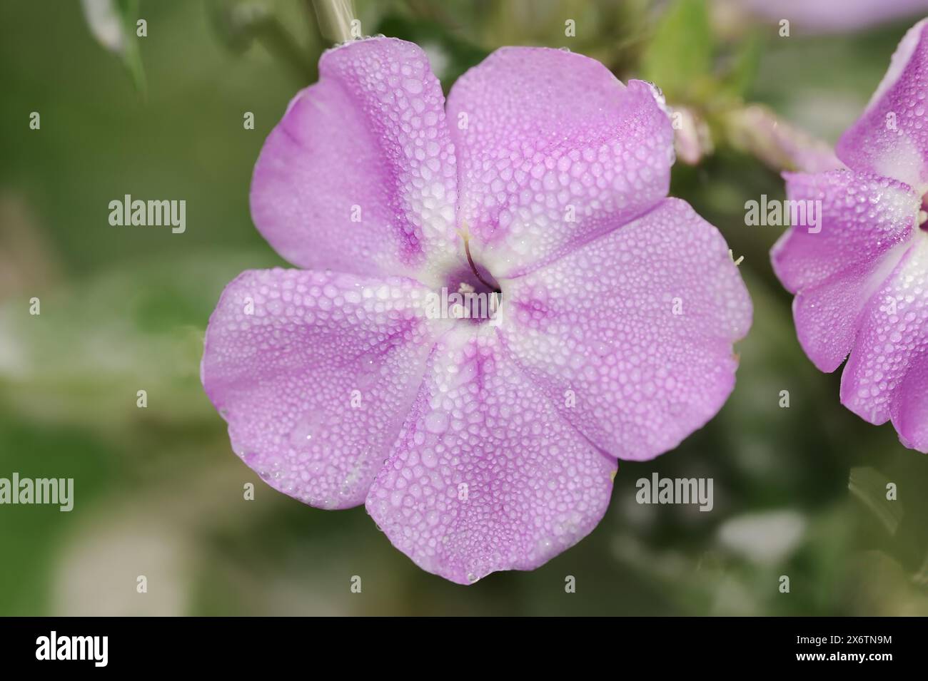 Tall flame flower or tall perennial phlox (Phlox paniculata), flower ...