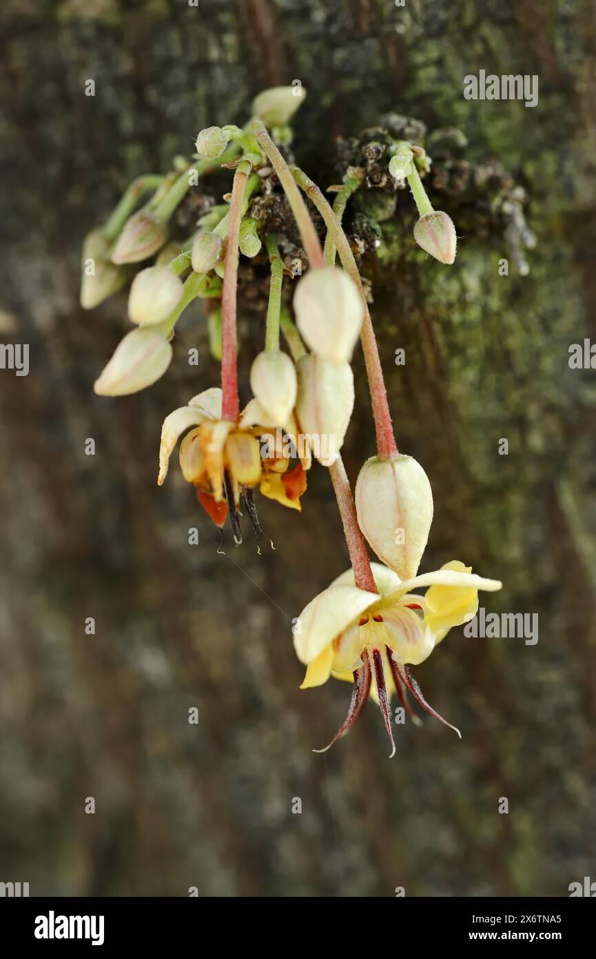 Cocoa tree (Theobroma cacao), flowers on the tree Stock Photo - Alamy