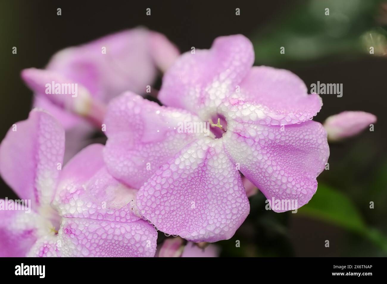 Tall flame flower or tall perennial phlox (Phlox paniculata), flowers ...