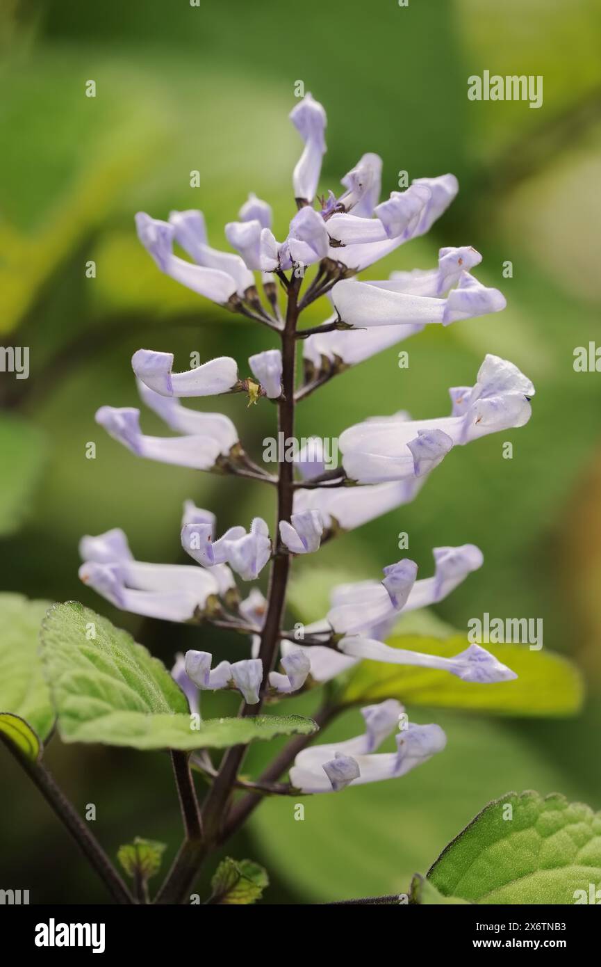Zulu plectranthus (Plectranthus zuluensis), flowers, native to South ...