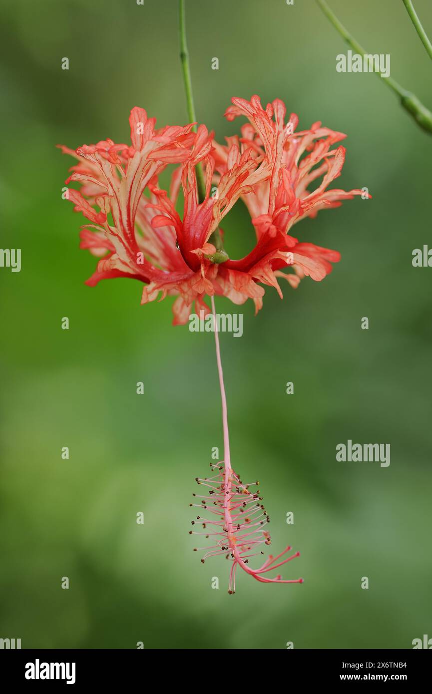 Coral mallow or coral hibiscus (Hibiscus schizopetalus), flower, native ...