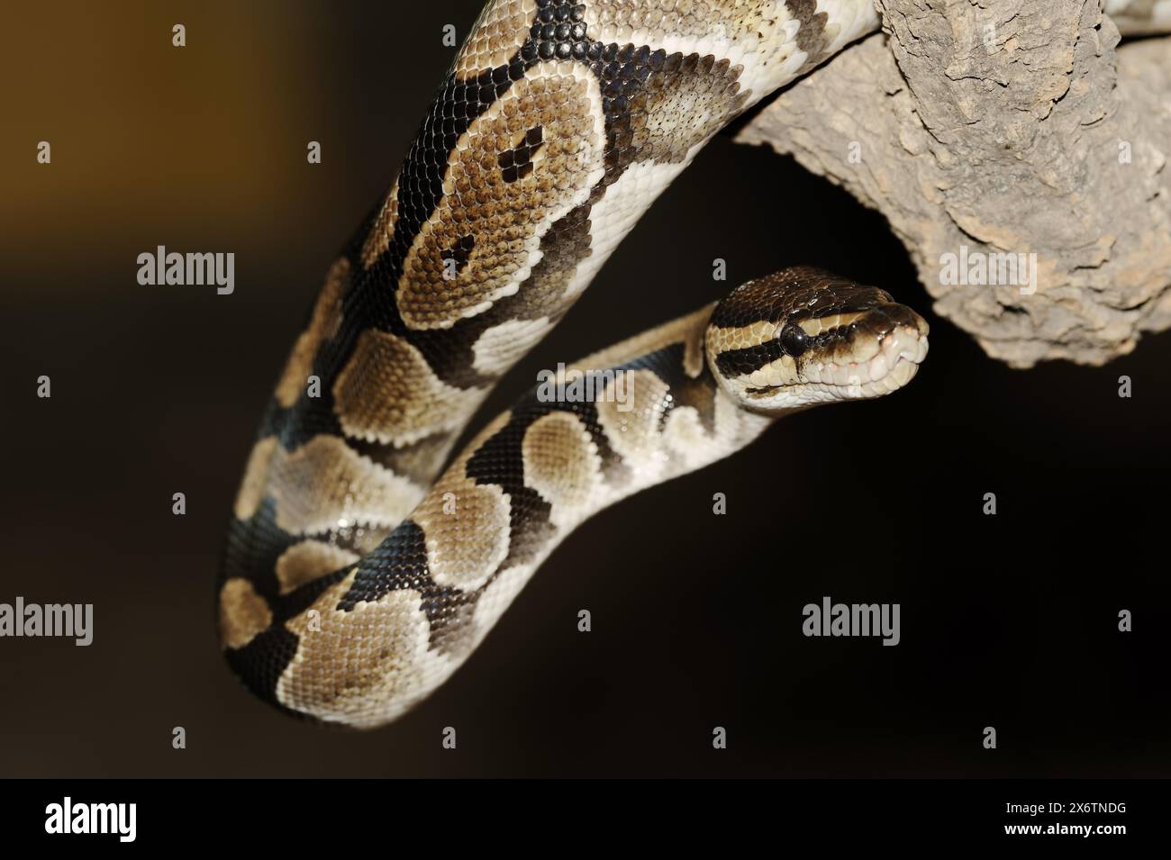 Royal python (Python regius), captive, occurring in Africa Stock Photo ...