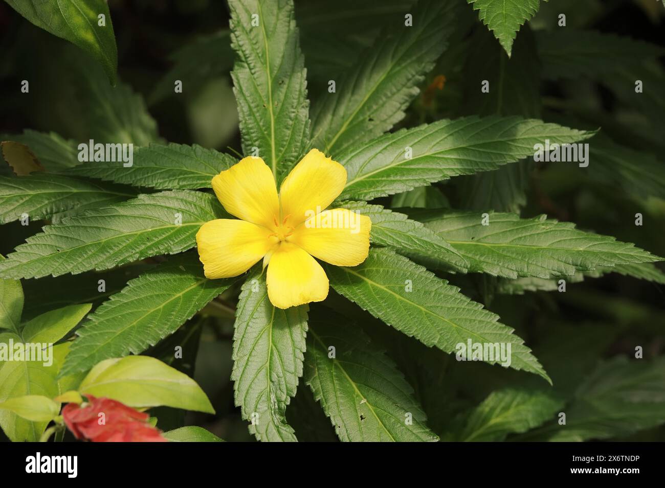 Large-leaved damiana (Turnera ulmifolia), flower, native to Central ...