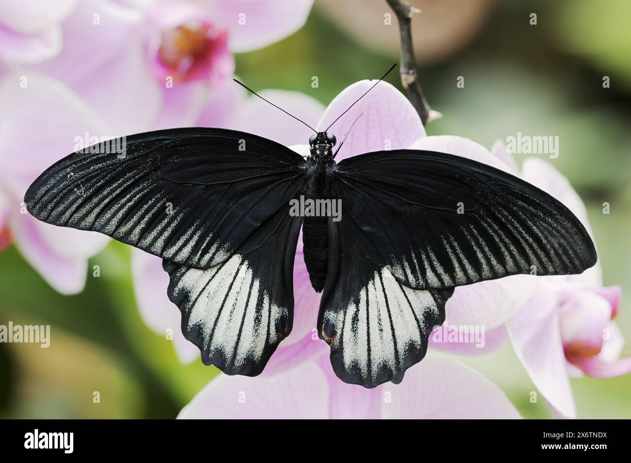 Scarlet Swallowtail (Papilio rumanzovia), male on flowers of a ...