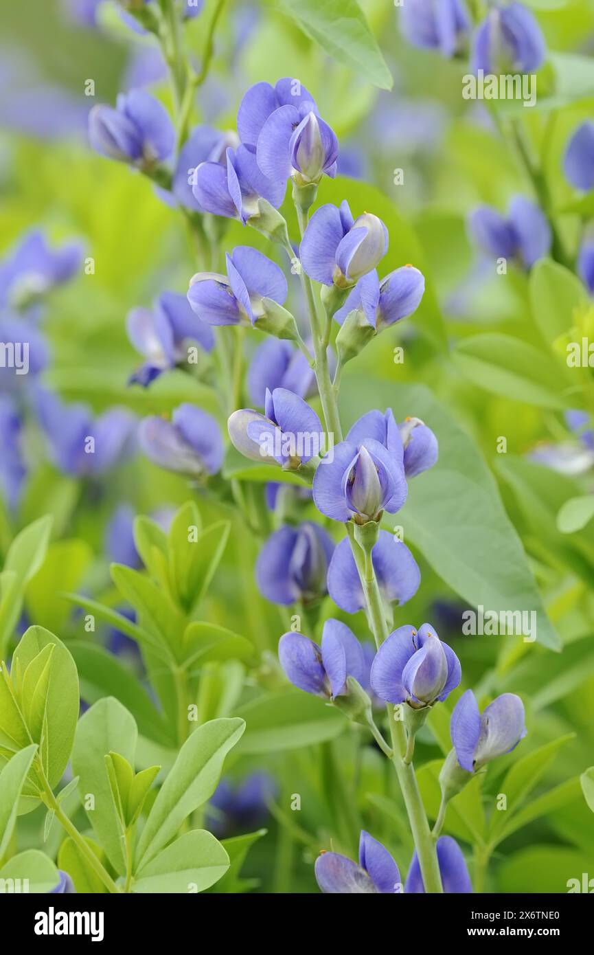 Blue wild indigo (Baptisia australis), flowers, dyer's plant, native to North America Stock ...