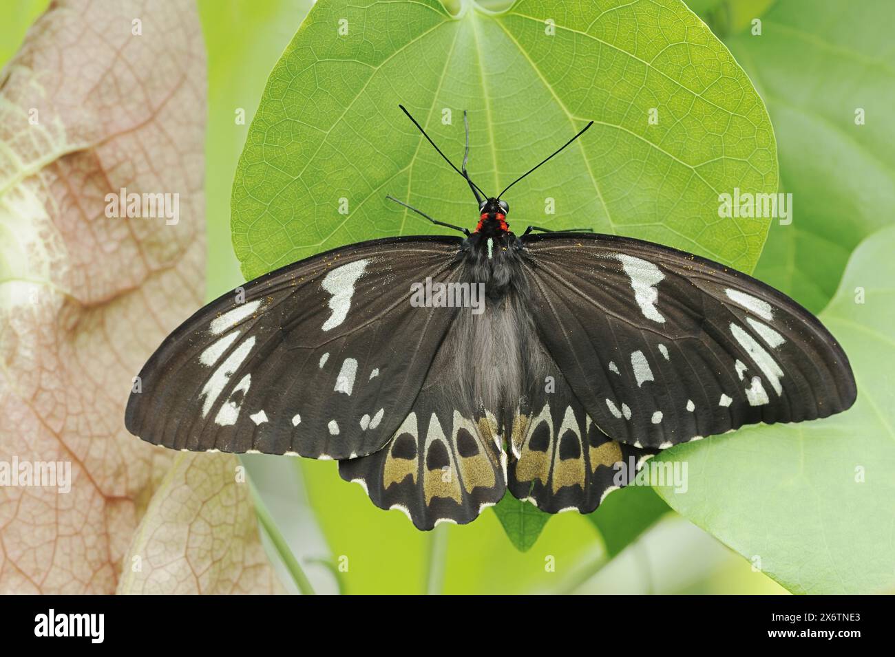Bird moth (Ornithoptera priamus), female, captive, occurrence in ...