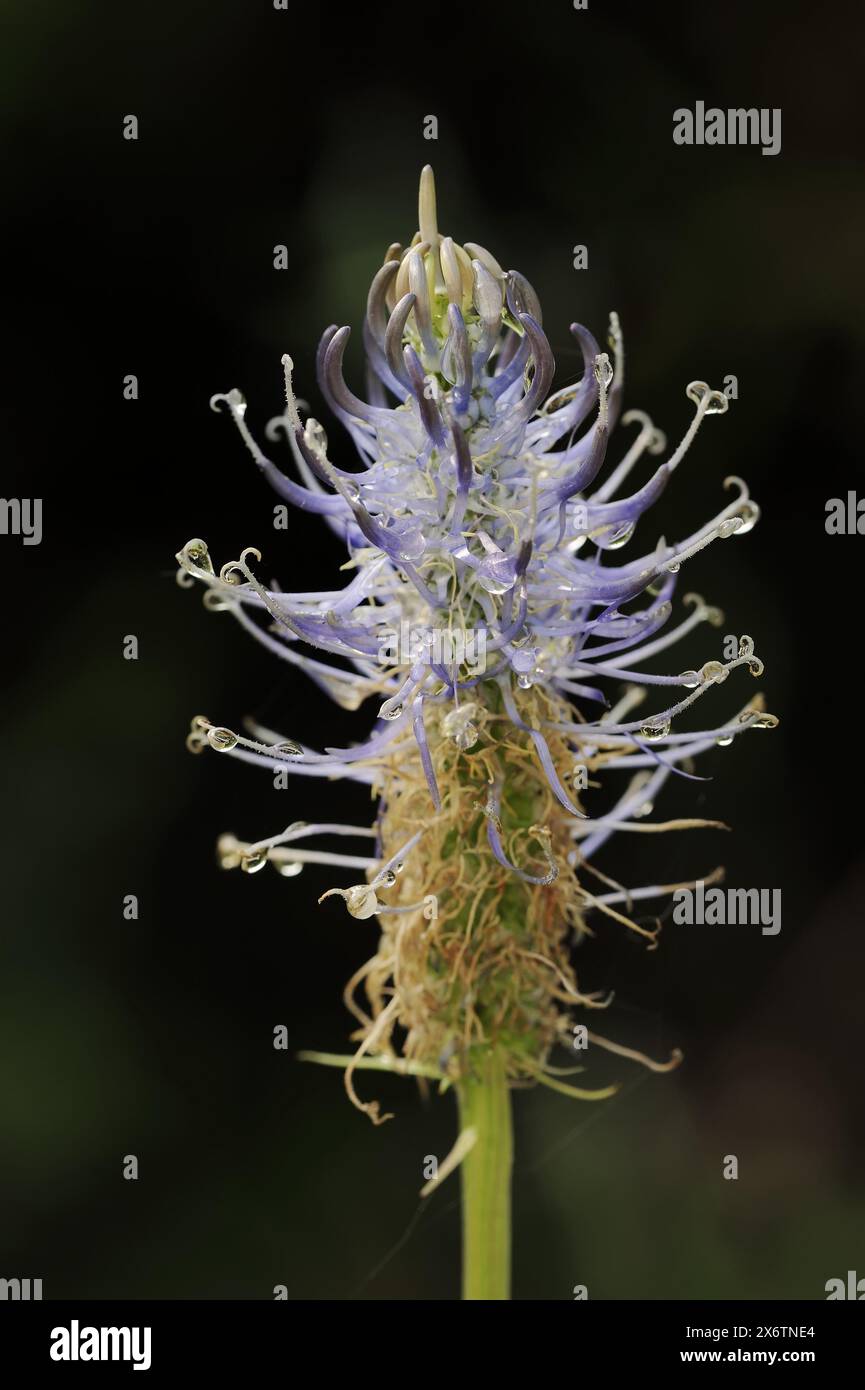 Sky blue devil's claw (Phyteuma spicatum ssp. occidentale), North Rhine ...