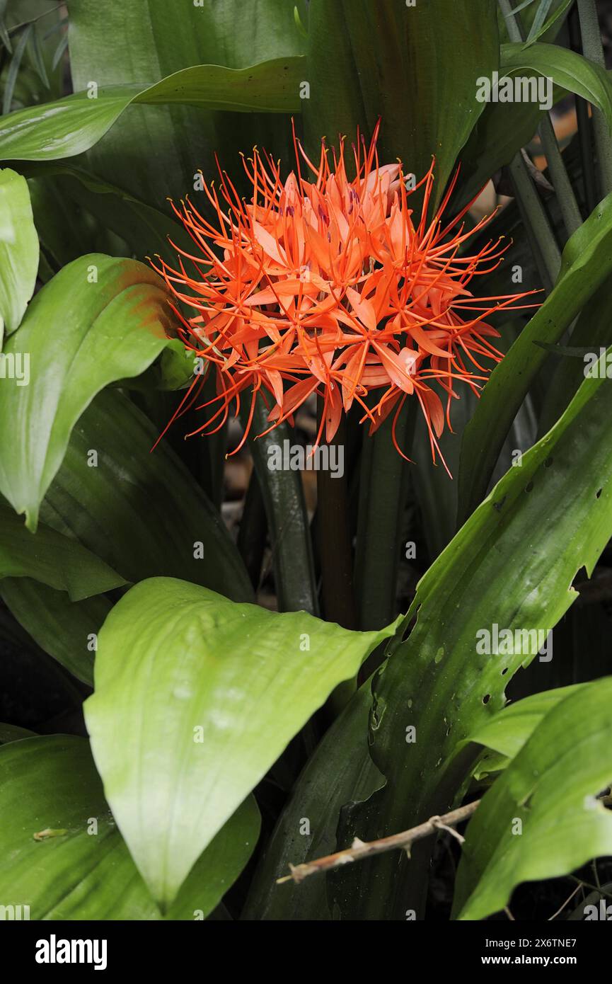 Bloodflower (Scadoxus multiflorus ssp. katherinae, Haemanthus ...