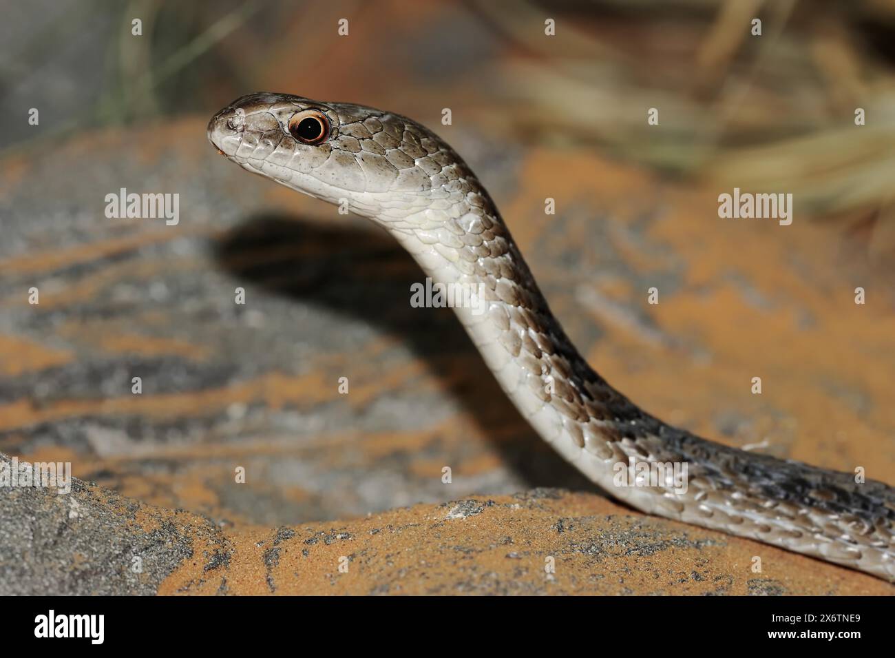 Olive-coloured sand snake or Mozambique sand snake (Psammophis ...