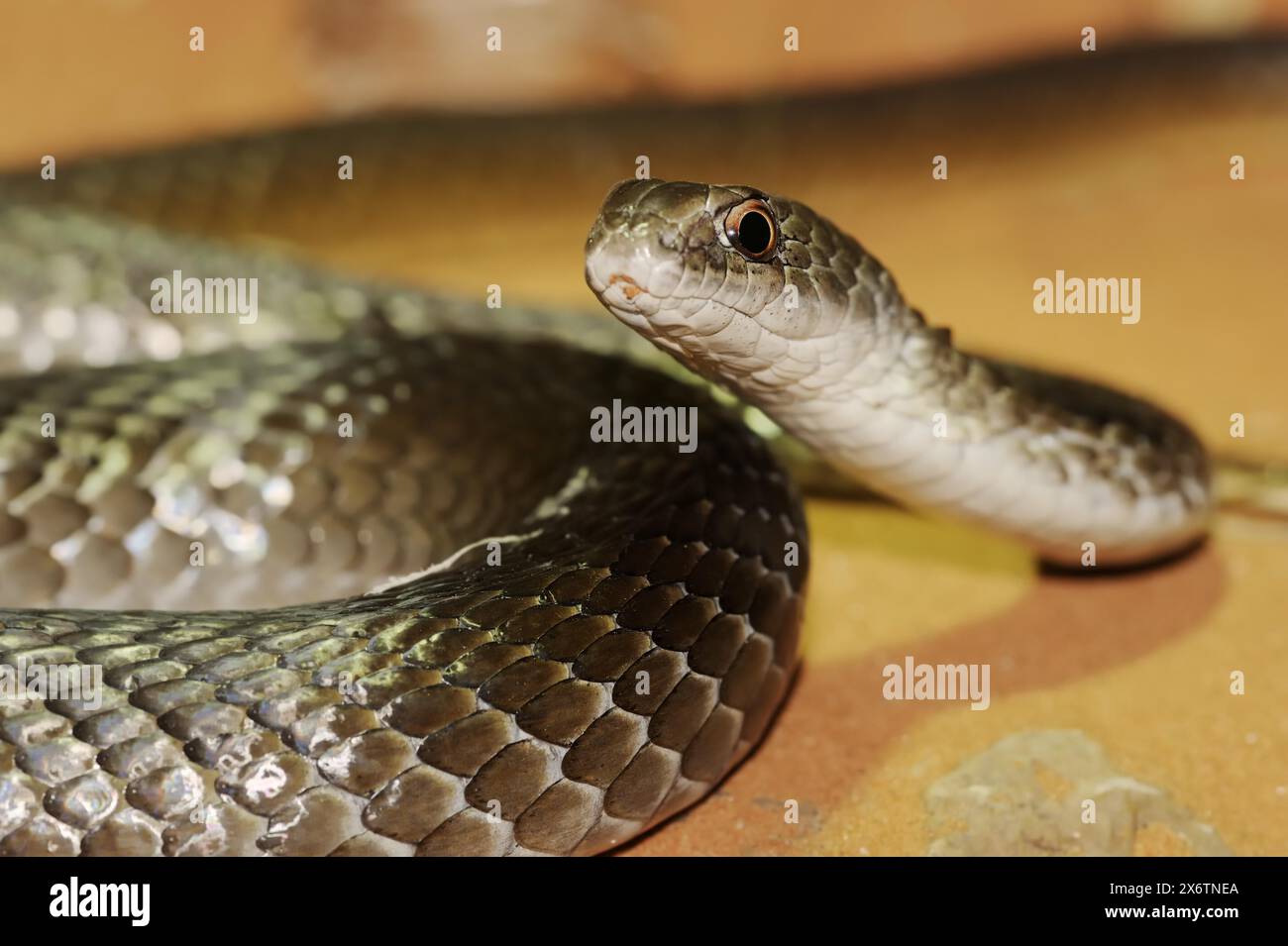Olive-coloured sand snake or Mozambique sand snake (Psammophis ...