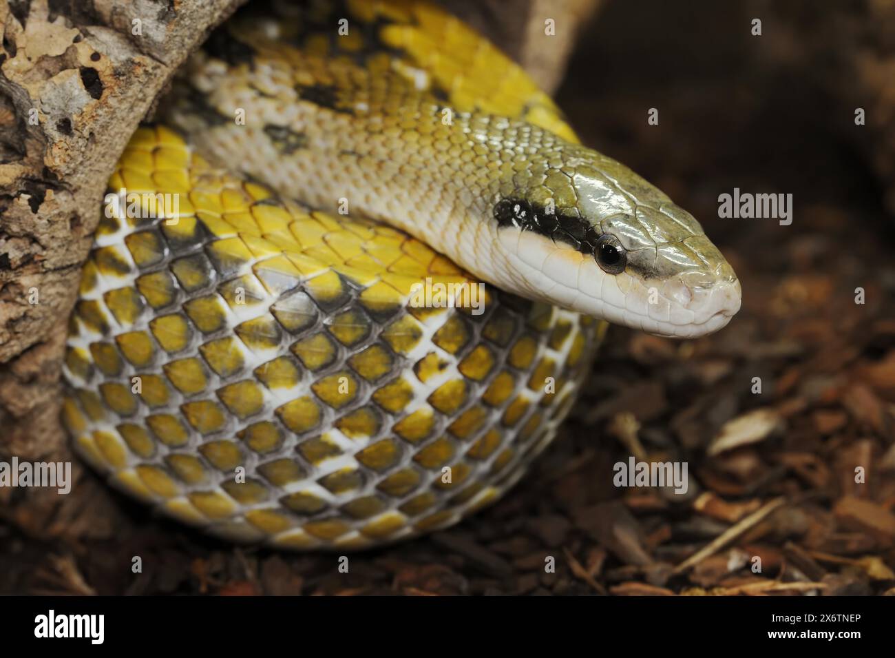Taiwan beauty snake (Orthriophis taeniurus frisei, Elaphe taeniura ...