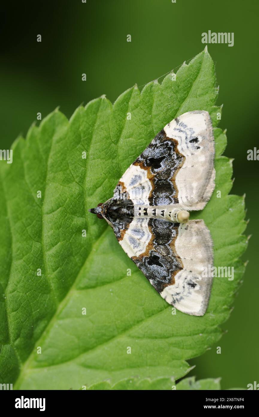 Banded moth hi-res stock photography and images - Alamy