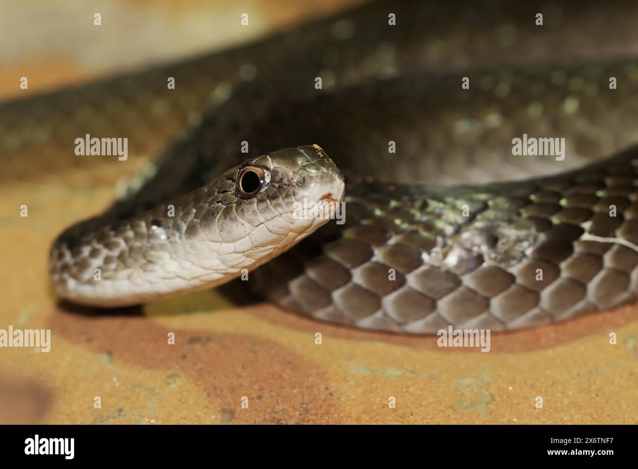 Olive sand snake hi-res stock photography and images - Alamy