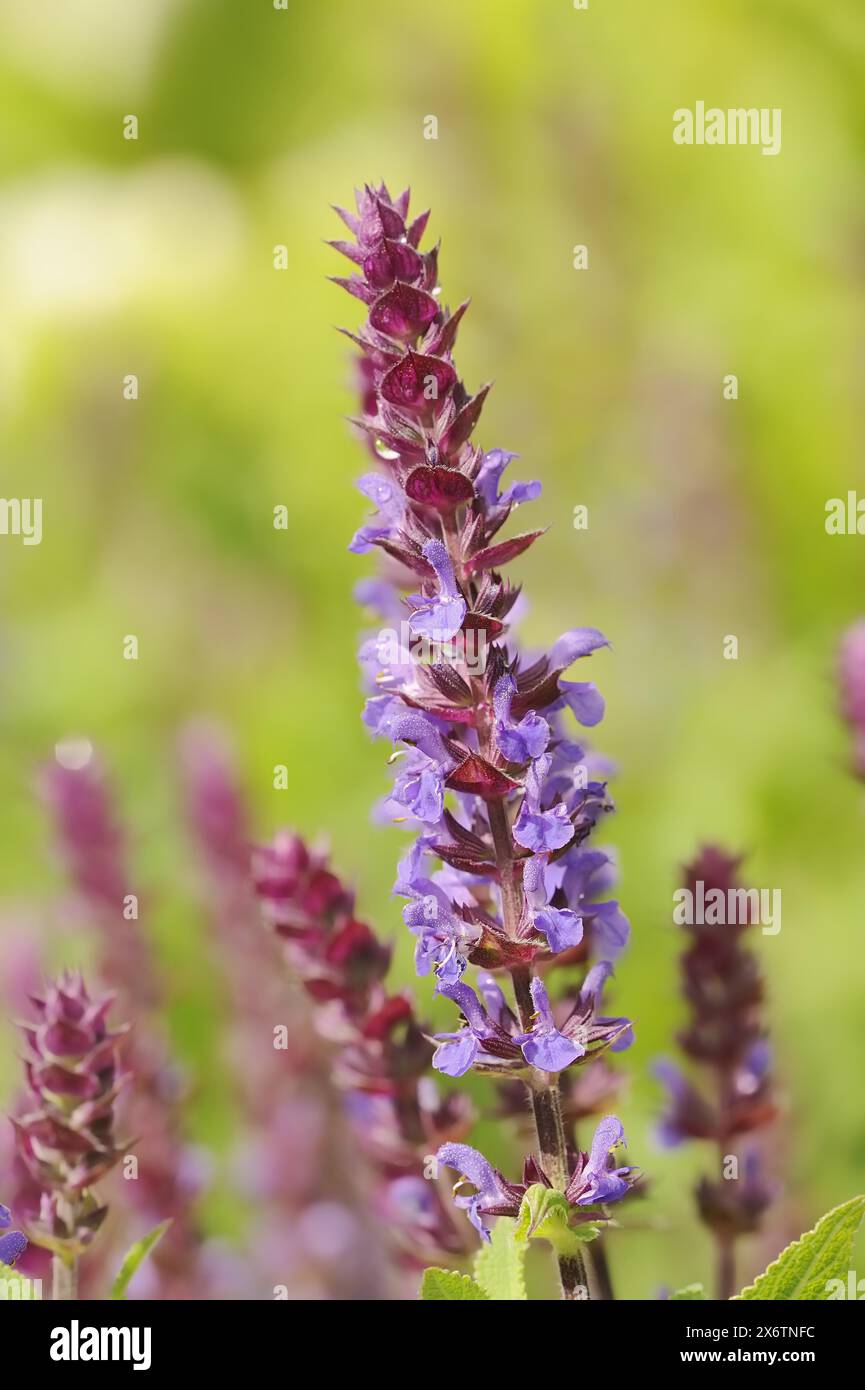 Ornamental sage hi-res stock photography and images - Alamy