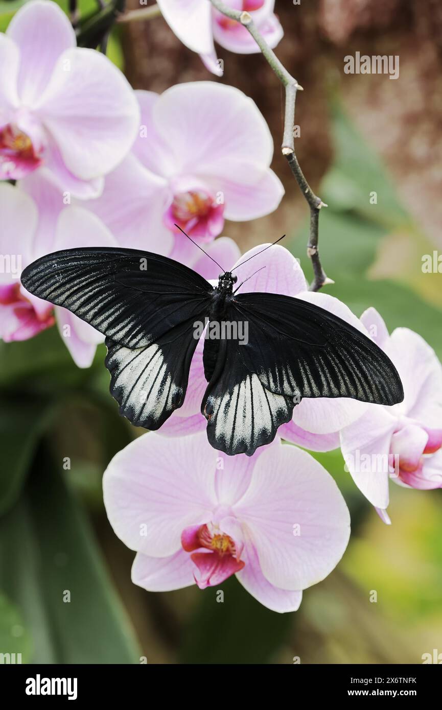 Scarlet Swallowtail (Papilio rumanzovia), male on flowers of a ...