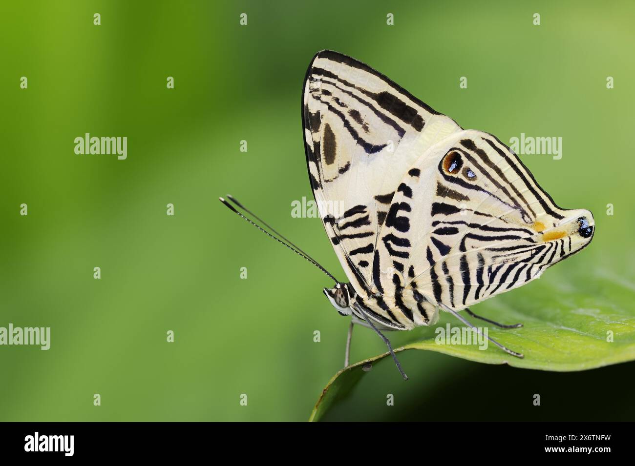 Zebra mosaic butterfly (Colobura dirce, Papilio dirce), captive ...