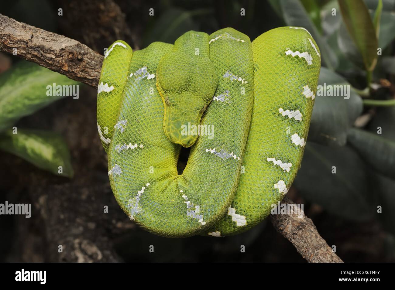 Emerald tree boa boa corallus hi-res stock photography and images - Alamy