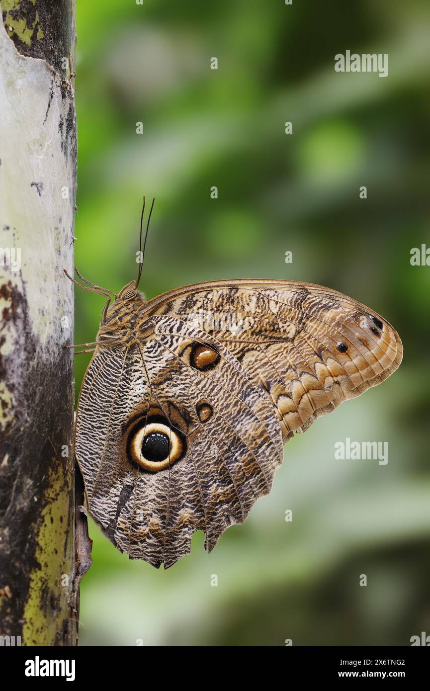 Banana butterfly or fat banana (Pale Owl), captive, occurrence in South ...