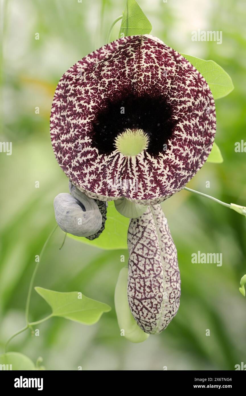 Ghost plant or pipe flower (Aristolochia elegans, Aristolochia ...