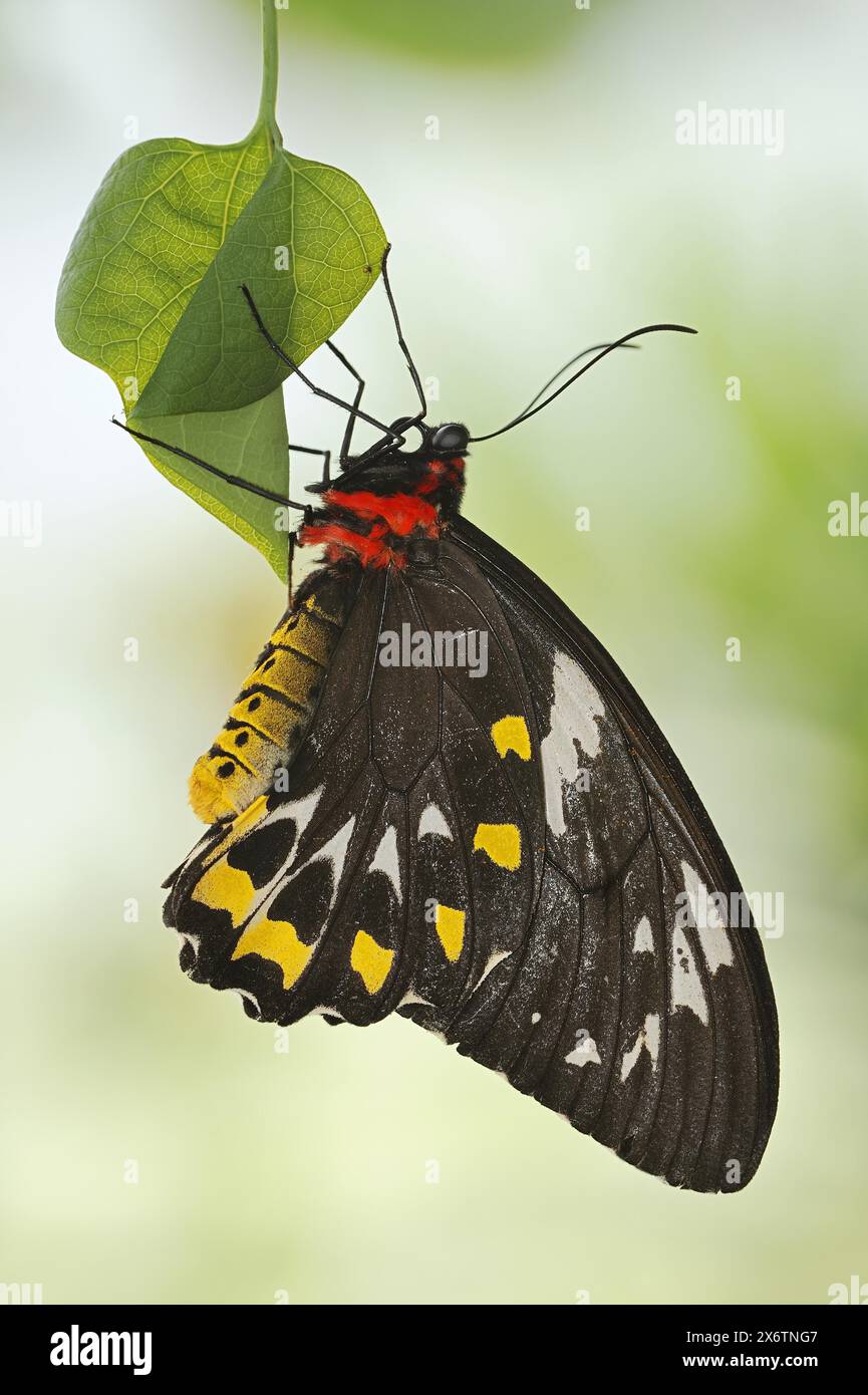 Bird moth (Ornithoptera priamus), female, captive, occurrence in ...