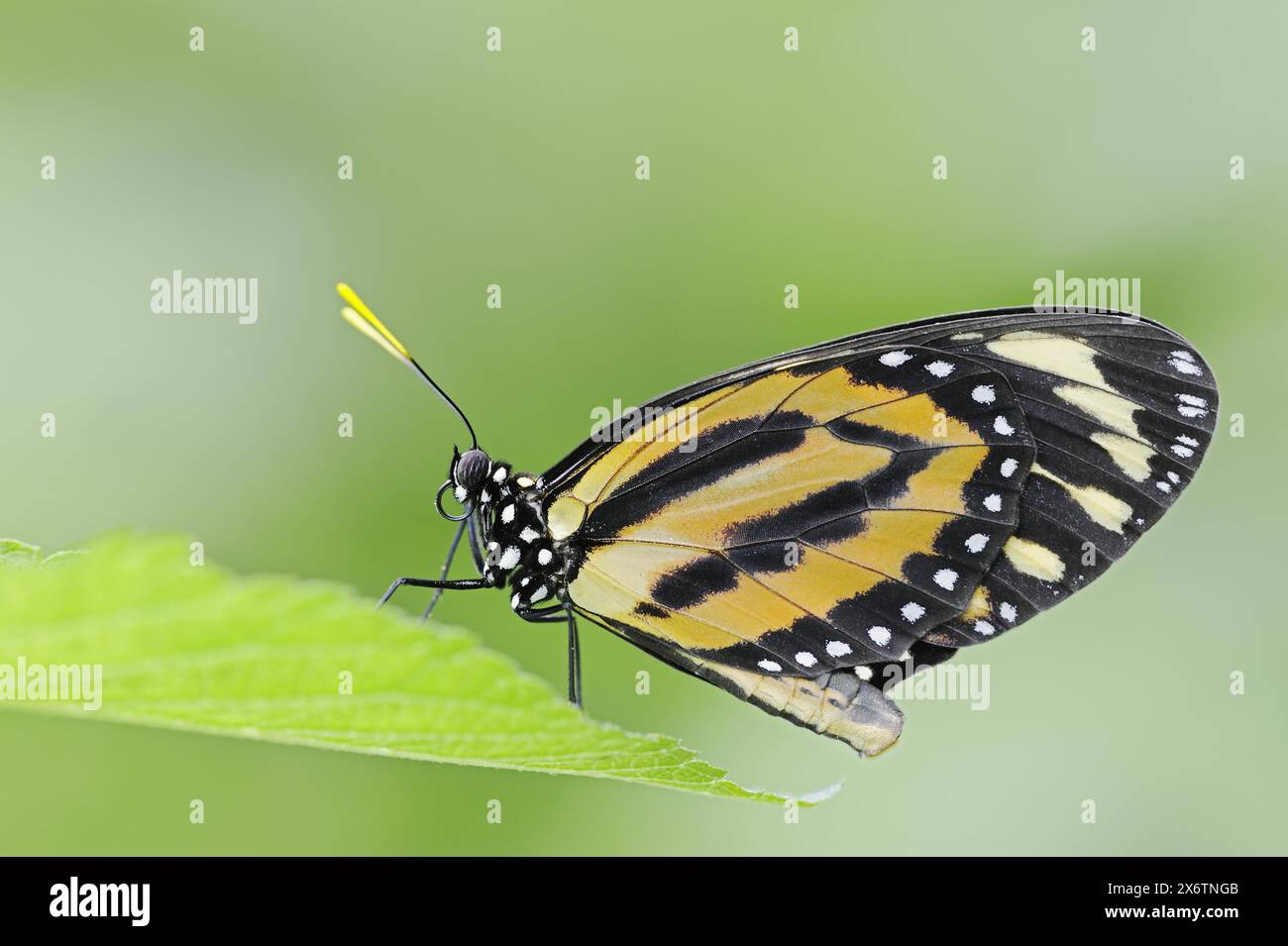 Butterfly 'Tiger Mimic-Queen' (Lycorea halia), captive, occurrence in ...