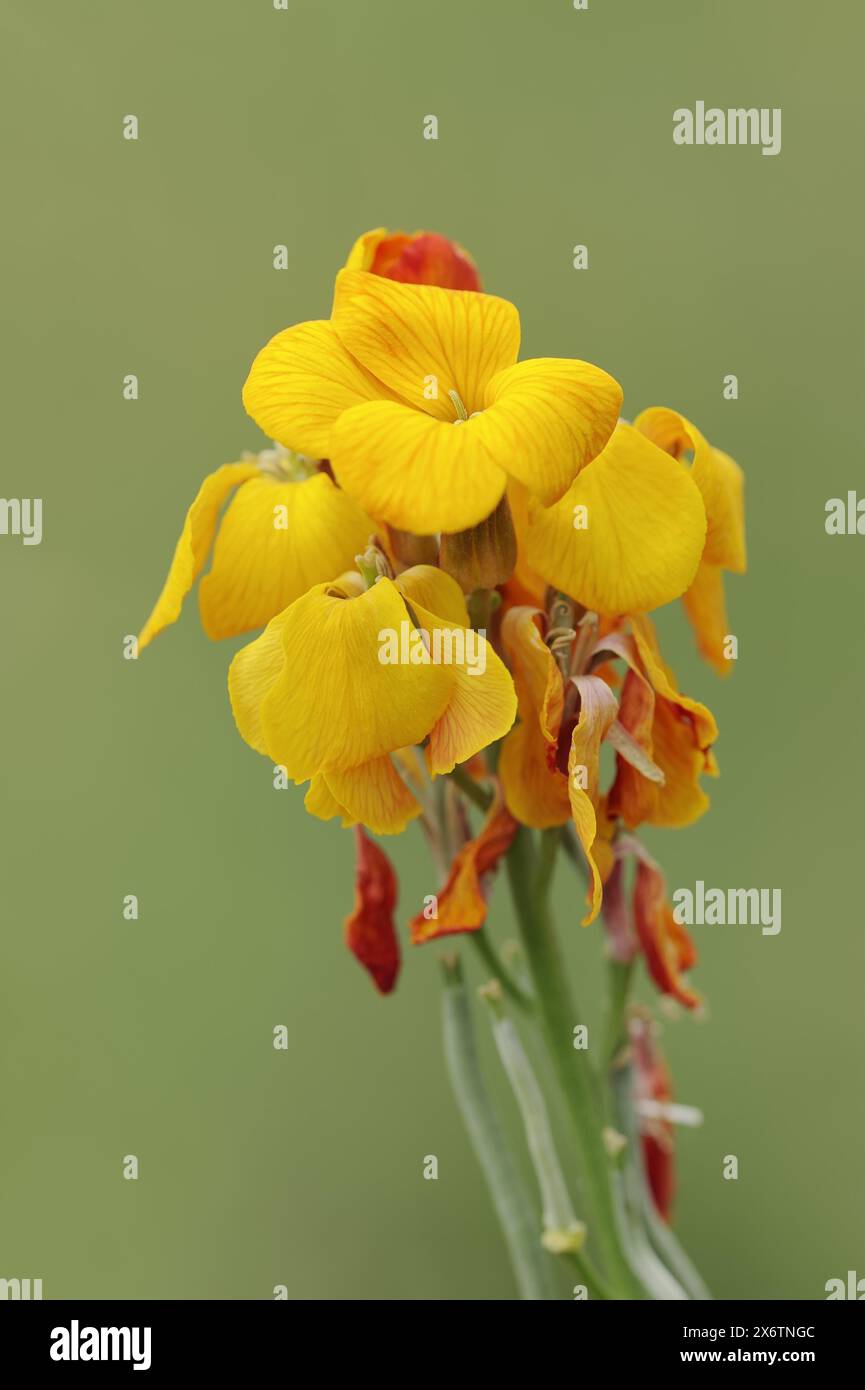 Golden varnish (Erysimum cheiri, Cheiranthus cheiri), flowers ...