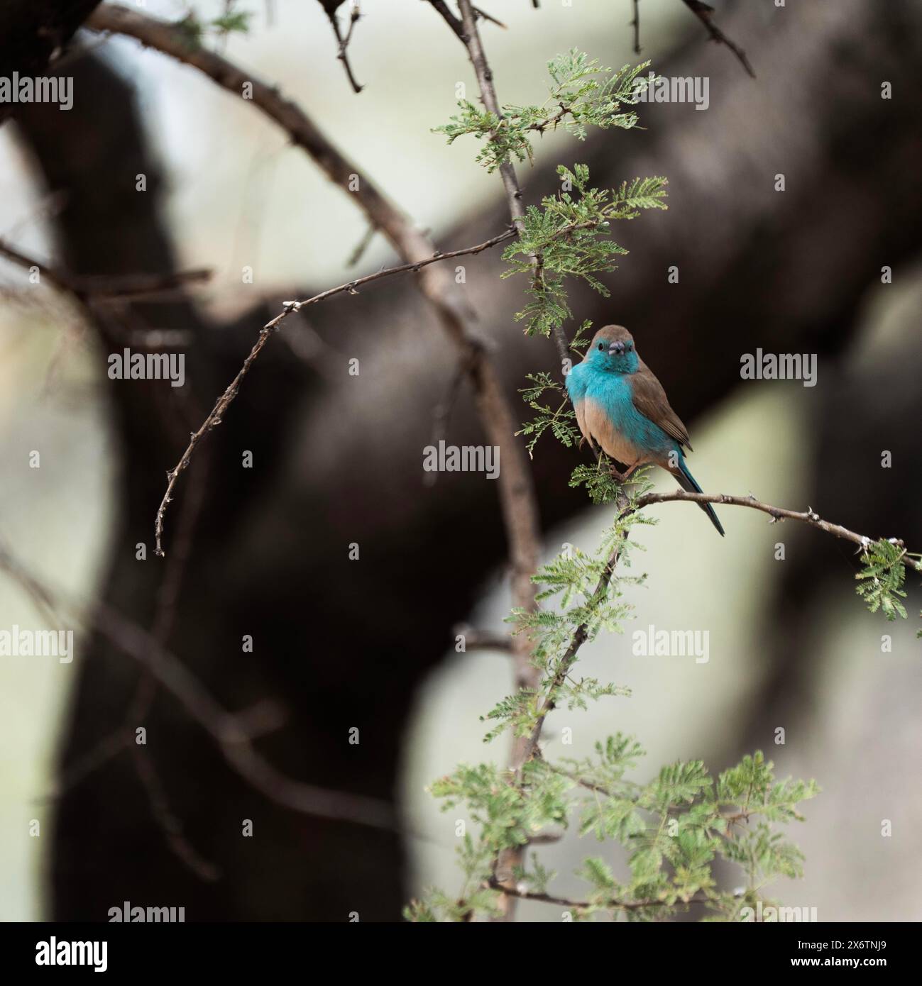 Blue Astrild, Limpopo, South Africa Stock Photo - Alamy