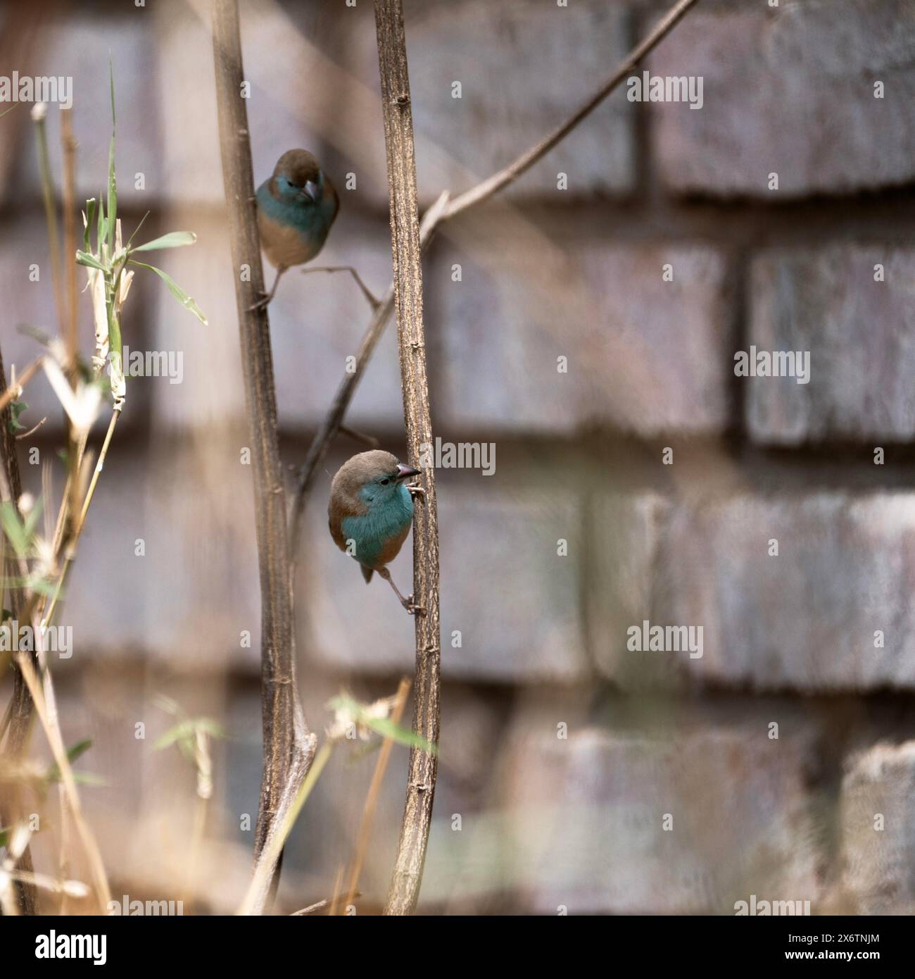 Blue Astrild, Limpopo, South Africa Stock Photo - Alamy