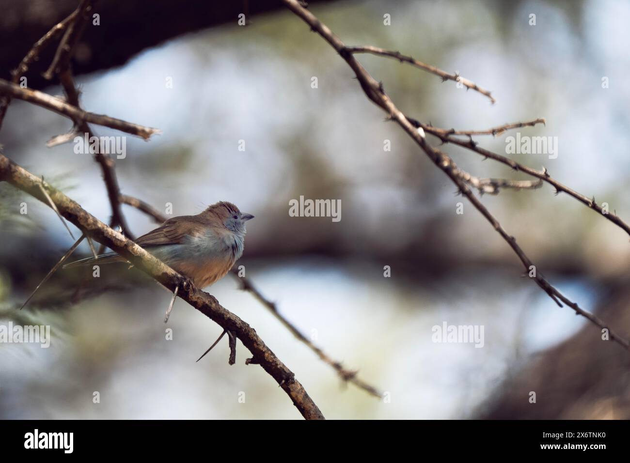 Blue Astrild, Limpopo, South Africa Stock Photo - Alamy