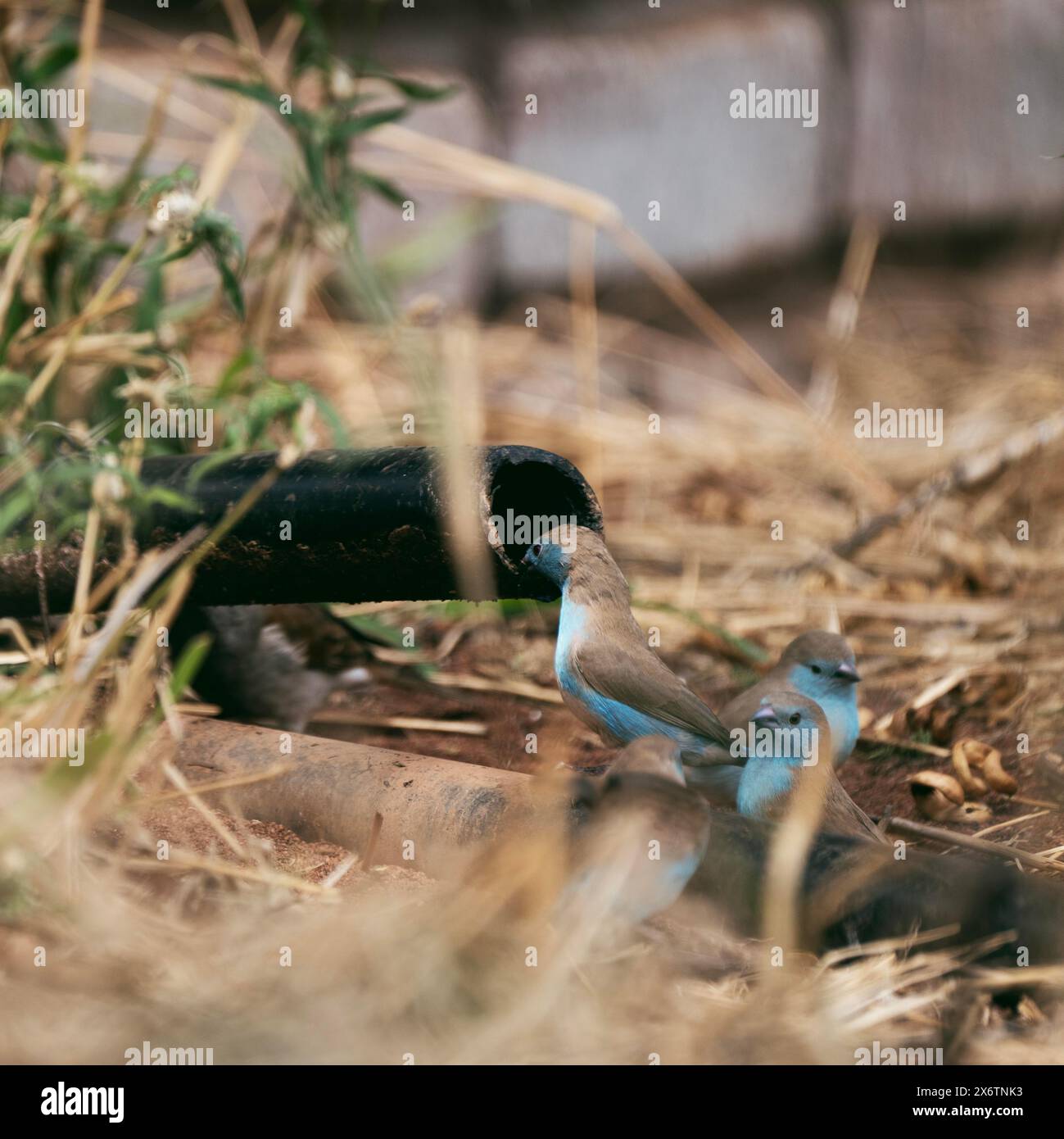 Blue Astrild, Limpopo, South Africa Stock Photo - Alamy