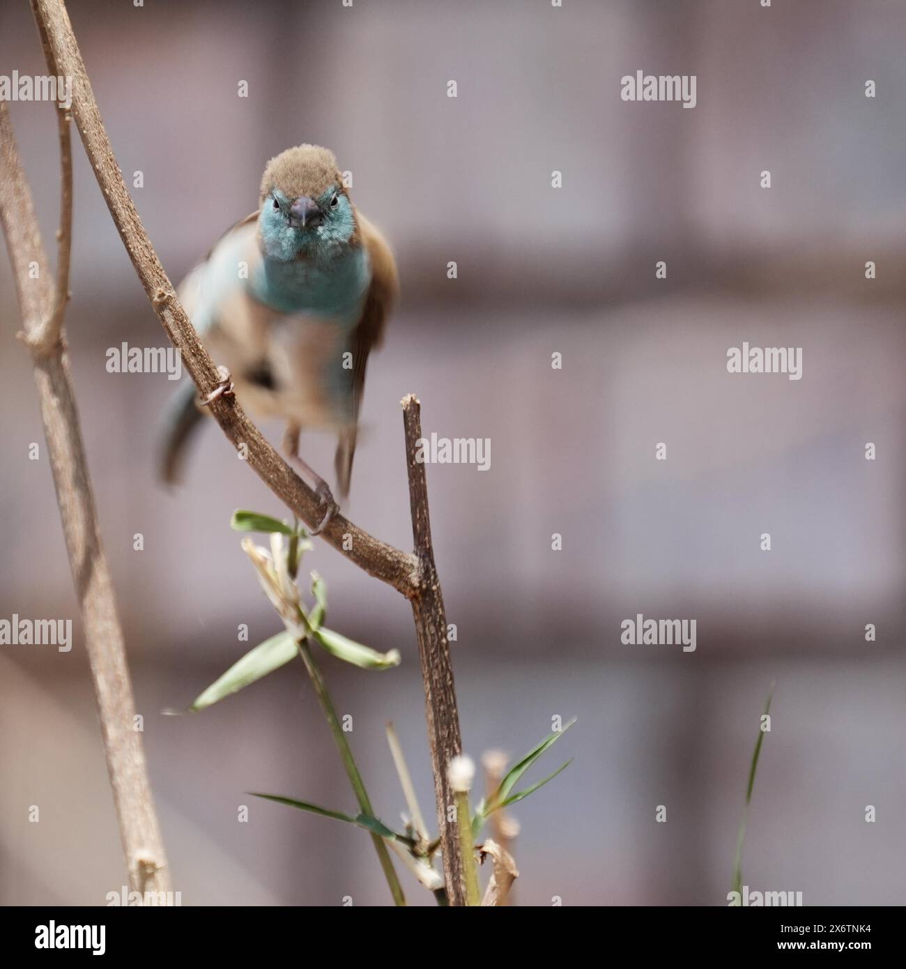 Blue Astrild, Limpopo, South Africa Stock Photo - Alamy