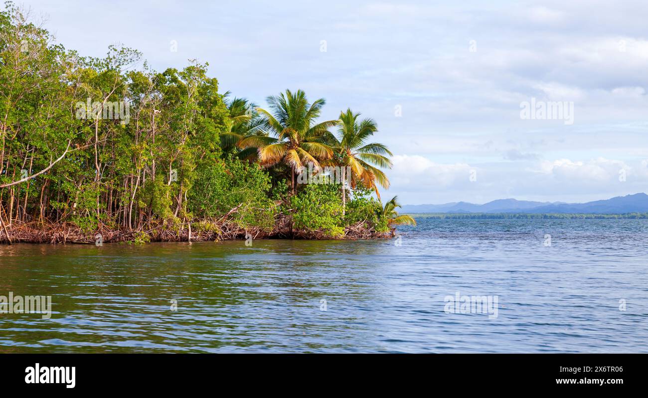 Coastal landscape with palm trees and mangrove forest of Samana bay ...