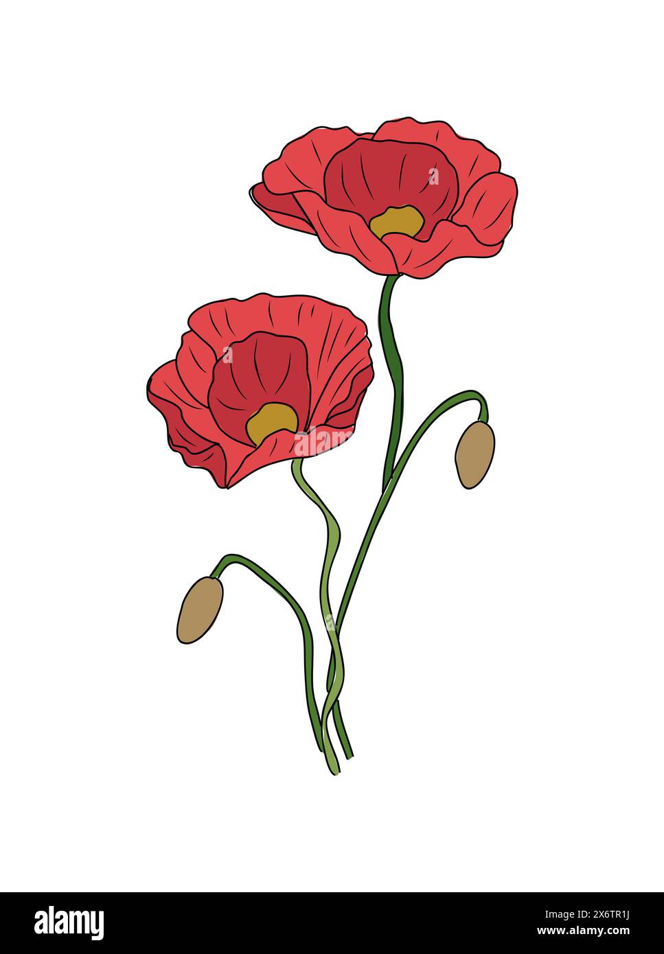 Poppy flower colored outline drawing on white Stock Vector Image & Art ...