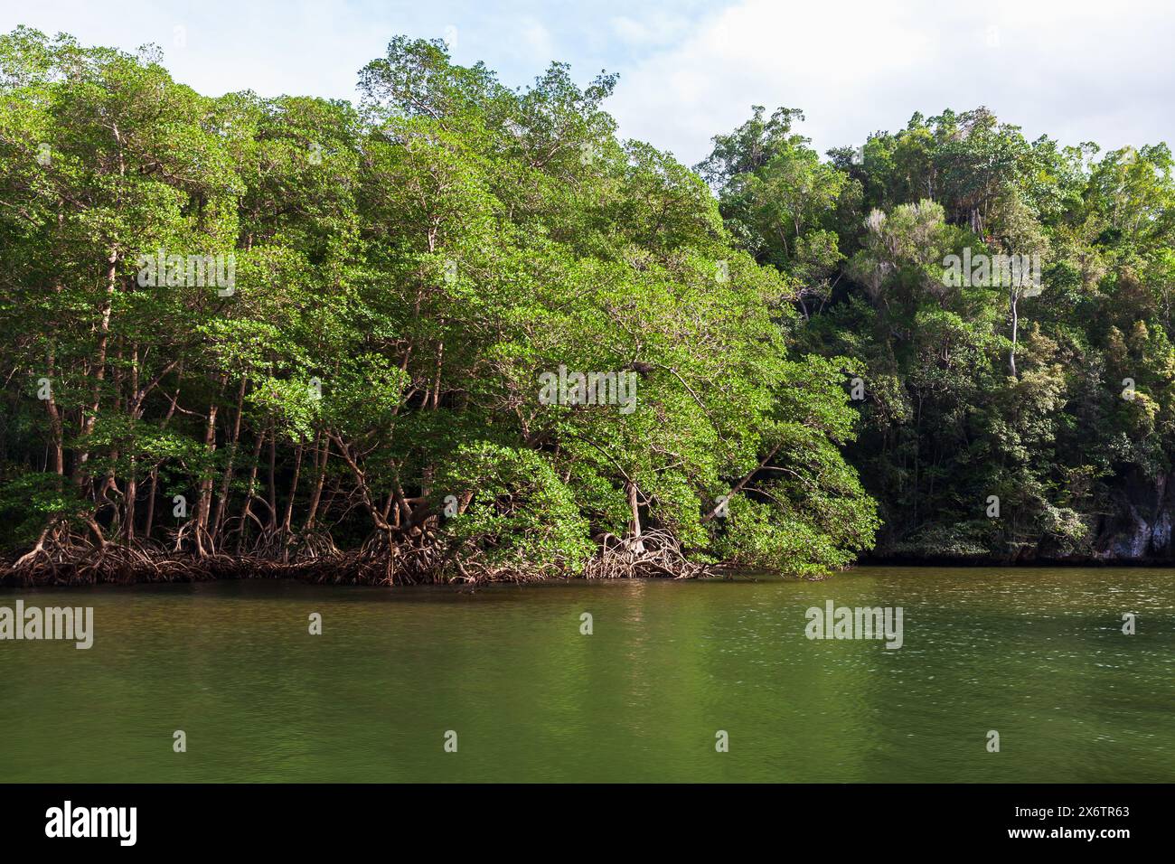 Coastal landscape with mangrove forest of Samana bay under cloudy sky ...
